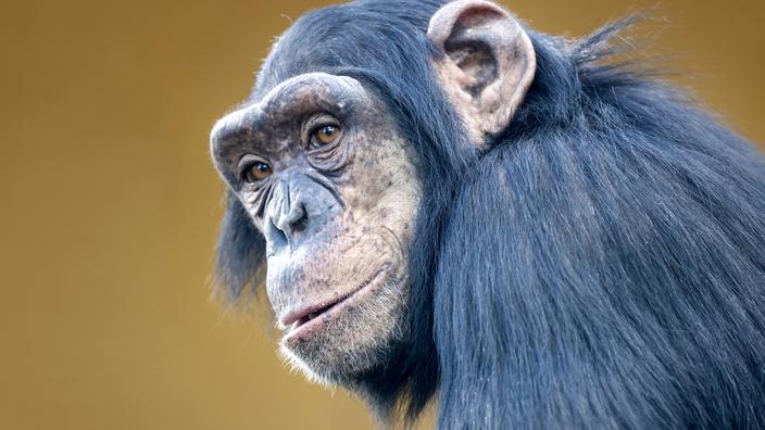 Jane Goodall aurait eu 10/10 à ce quiz sur les chimpanzés, et vous