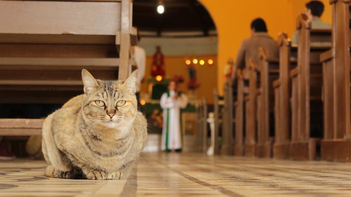 Journée mondiale des animaux, marche sur les Champs-Élysées ...