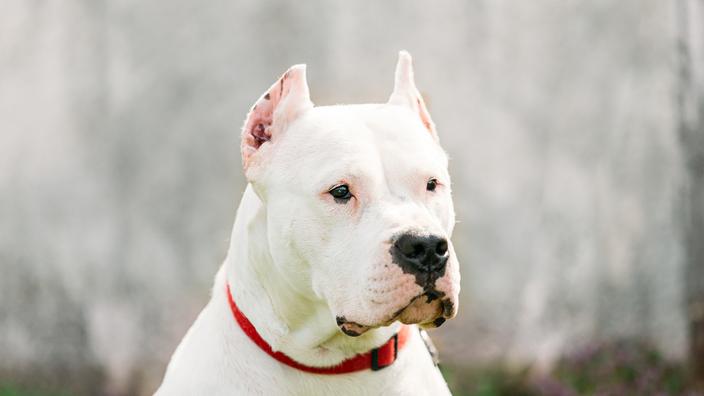 Le dogue argentin, un chien aussi protecteur qu’intelligent