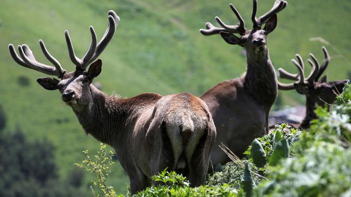 Le cerf Maral : colosse méconnu des montagnes d’Asie centrale