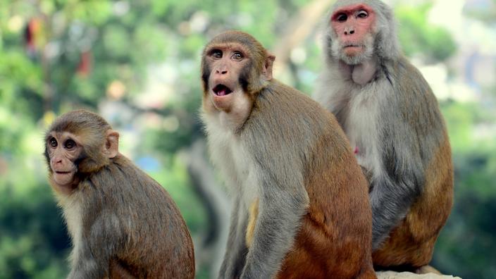 Thaïlande : 81 macaques retrouvés entassés dans des sacs