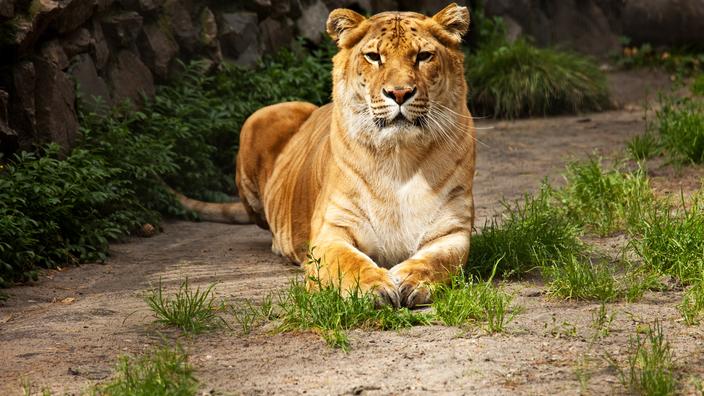 Le ligre, un animal majestueux issu du lion et du tigre