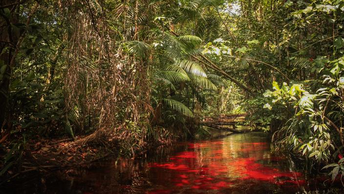 Priocharax rex : cette nouvelle espèce découverte en Amazonie possède ...