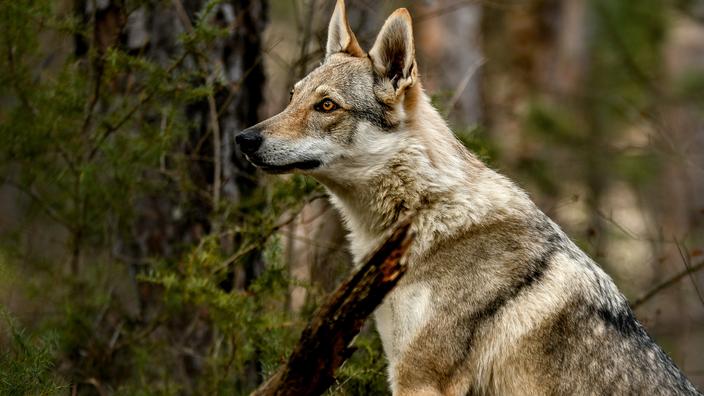 La Finlande réautorisera la chasse au loup en 2026