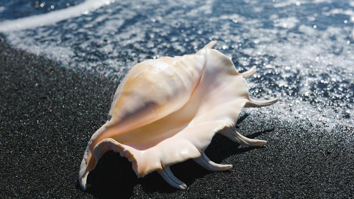 Martinique : saisie de 185 kg de lambis, un mollusque protégé très ...