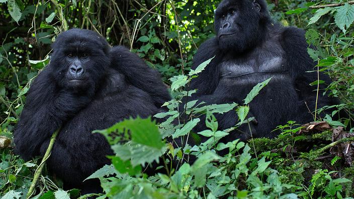 RDC : des jumeaux gorilles de montagne, une espèce rare, sont nés dans ...