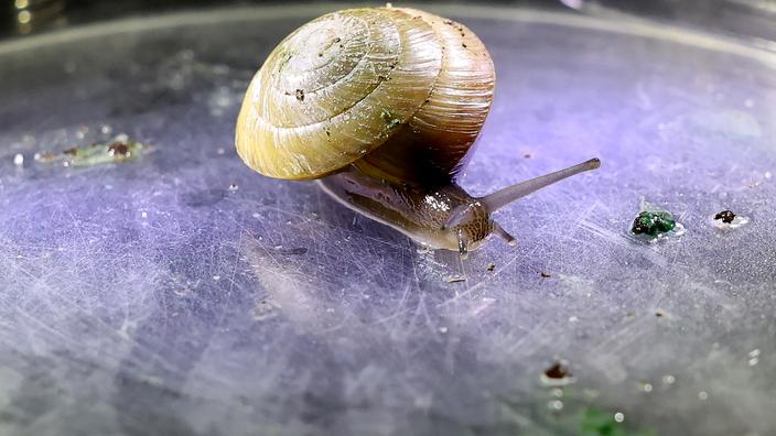Cet escargot millénaire est officiellement sauvé de l’extinction, à ...