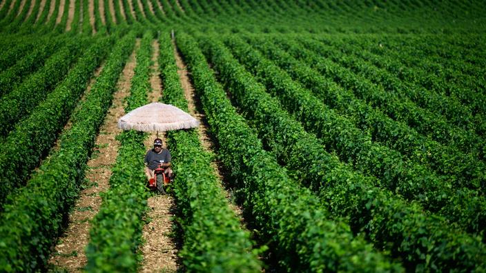 Au Moyen Âge, on buvait déjà du Romanée Conti... L’histoire du vin ...