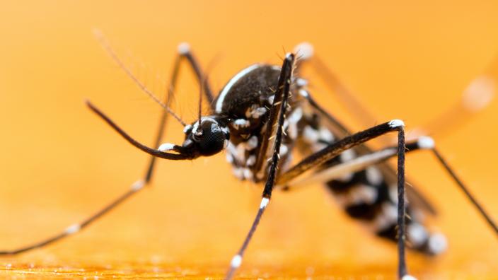 Dengue, Zika, chikungunya : comment bien s’en protéger pendant un voyage?