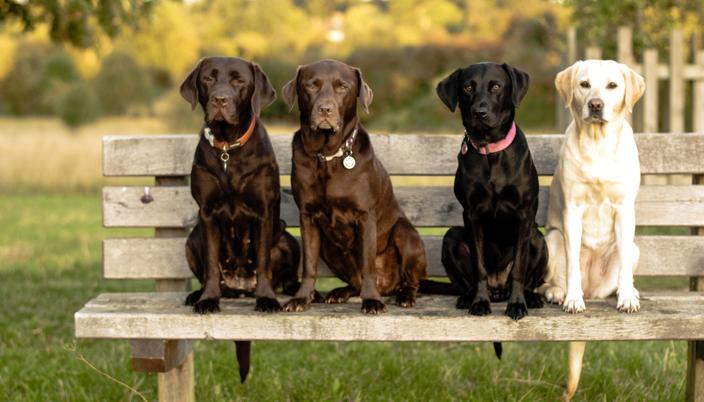 Labrador retriever : origine, taille et caractère