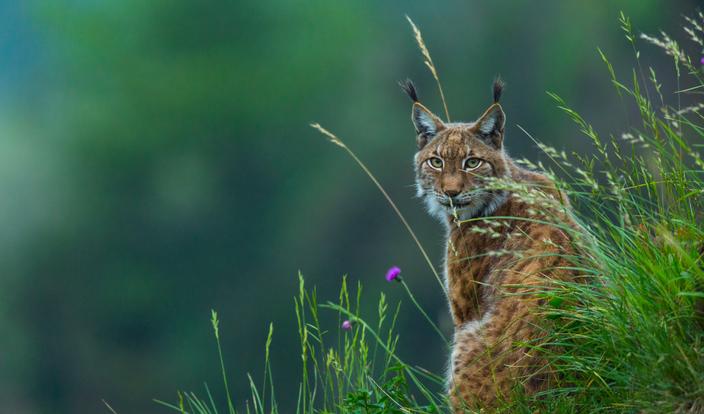 Le Lynx boréal : 5 choses à savoir sur cet animal difficile à observer