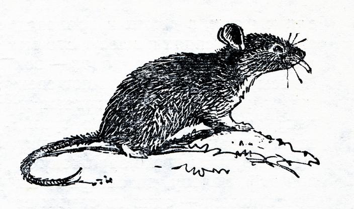 6 animaux emblématiques disparus