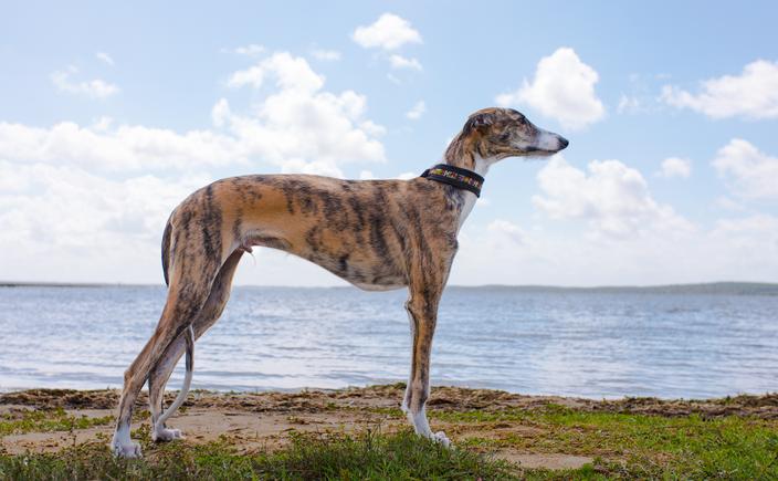 Les chiens lévriers : 5 races à découvrir