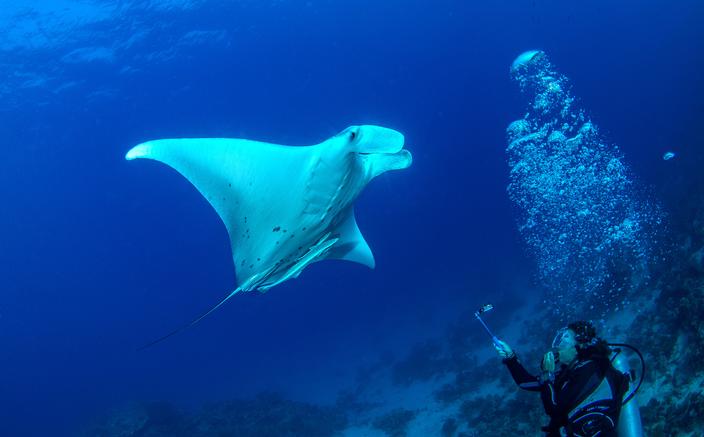 Égypte : dix sites de plongée féériques en mer Rouge