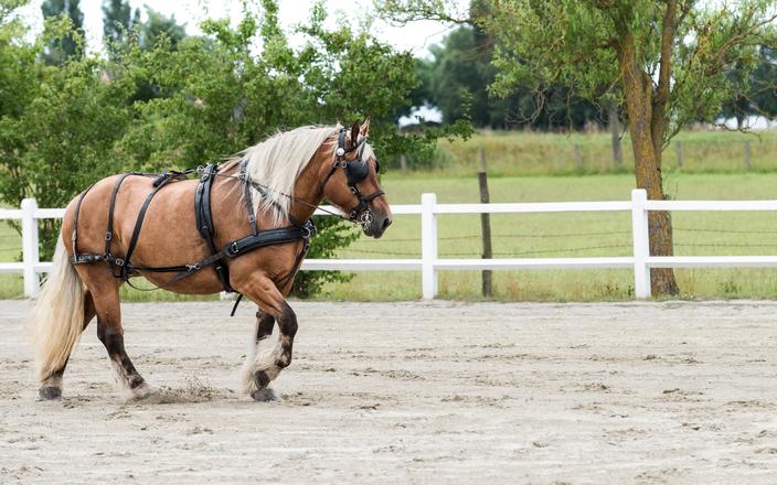 Découvrez 6 races de chevaux français