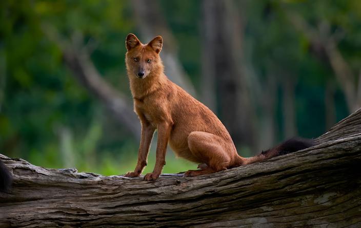 Découvrez 5 espèces de chiens sauvages