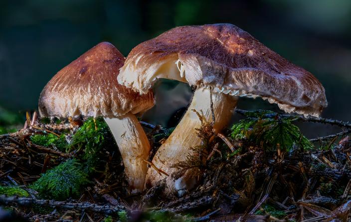 Ces 5 champignons toxiques peuvent entraîner la mort
