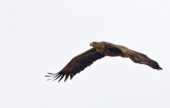 Le plus grand rapace d'Europe photographié à Saint-Brieuc