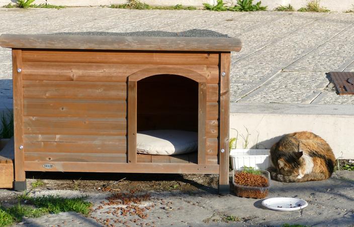 Comment aider les chats errants