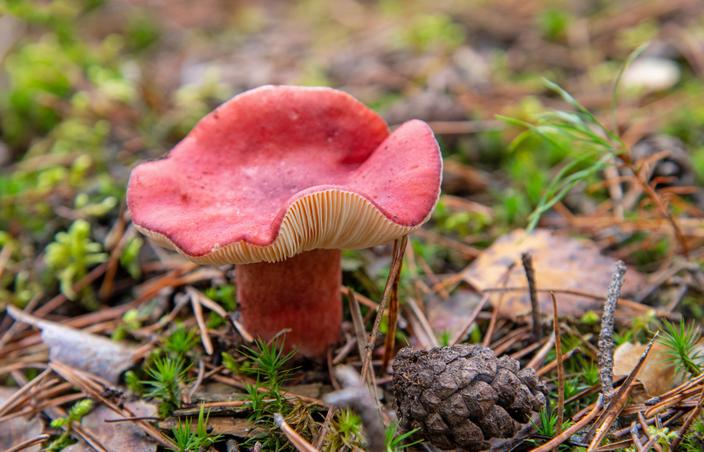 Ne vous trompez pas : toutes les russules ne sont pas comestibles