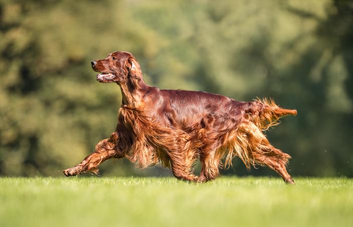 Setter irlandais : origine, taille et caractère
