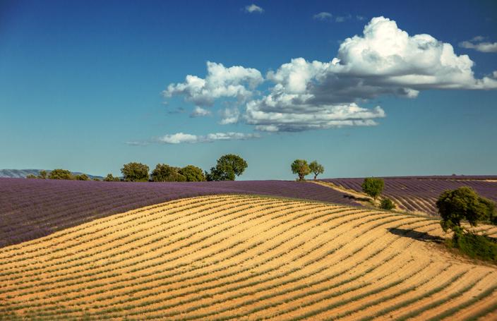 Valensole, capitale de la lavande : où et quand profiter du spectacle