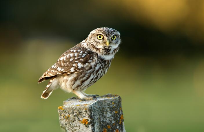 La chouette : ce qu'il faut savoir sur cet oiseau