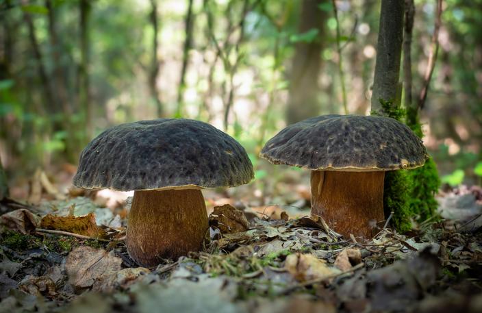 Cèpe ou bolet : comment les distinguer en un coup d’œil