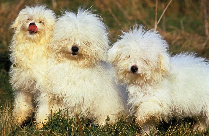 Quelle race de bichon choisir