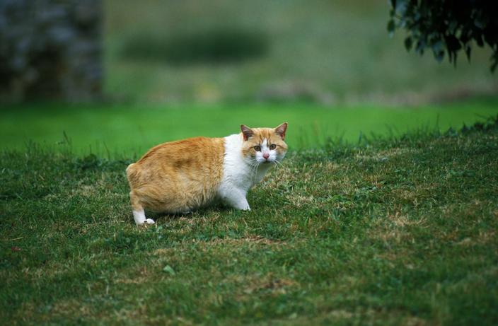 Le Manx : origine, taille et caractère