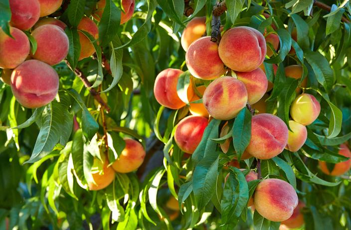 Printemps : les fruits qui marquent la saison