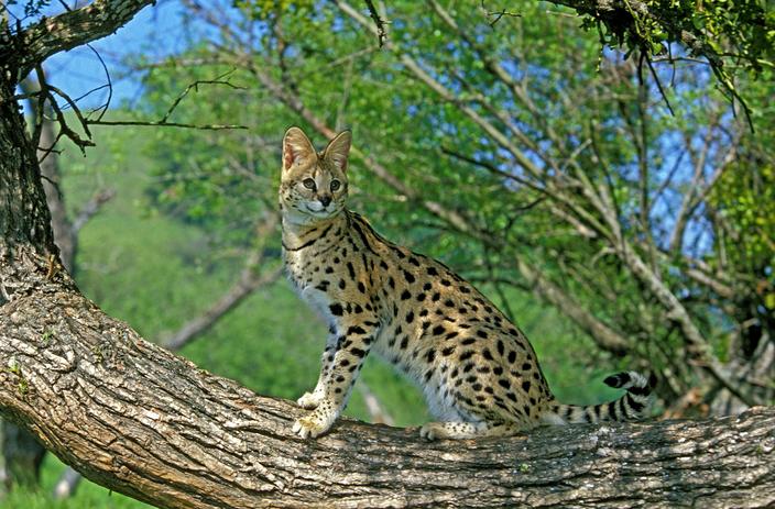 Le serval, un magnifique chat sauvage victime d’un trafic illégal