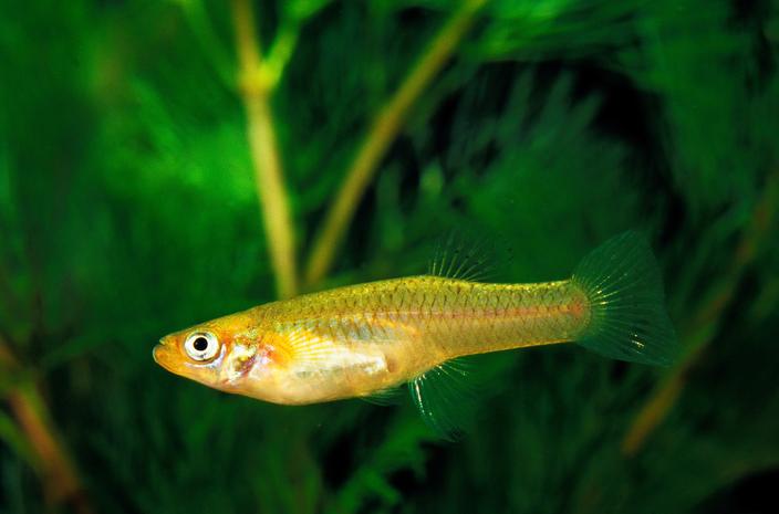 Quels poissons choisir pour un bassin extérieur