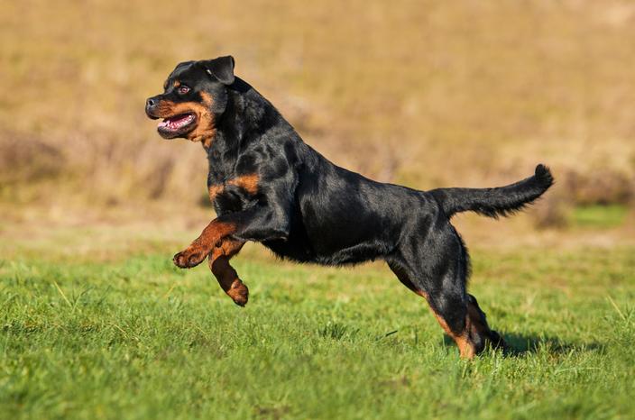 Rottweiler : origine, taille et caractère