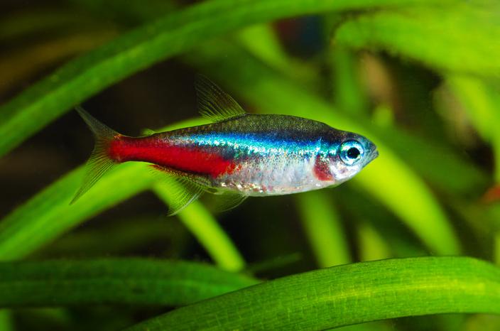 Le néon bleu : habitat, alimentation et prix