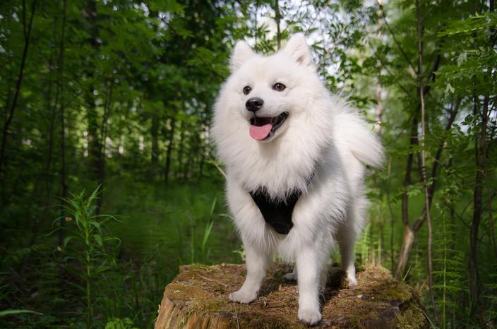 Tout savoir sur les chiens «spitz»
