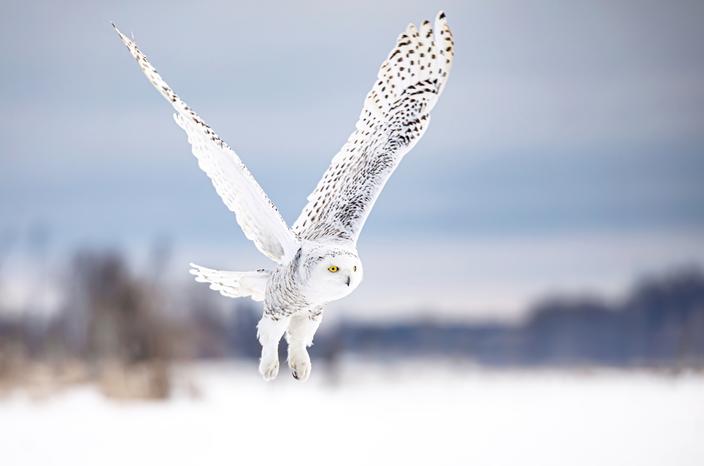 Le hibou, ce mystérieux rapace qui vit la nuit