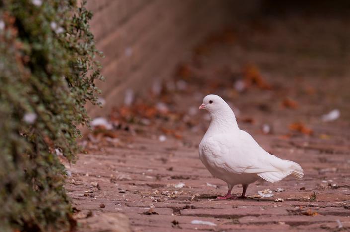 Colombe : habitat, alimentation et prix