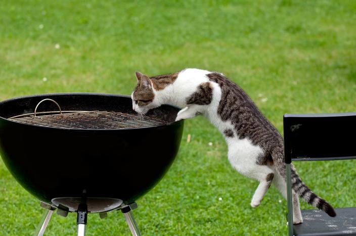 Voici l’astuce pour stopper net les velléités de votre chat lors du ...