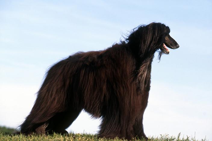 Découvrez 5 races de chiens à poils longs