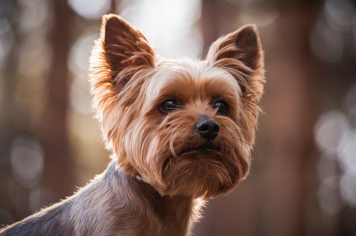 Yorkshire Terrier : origine, taille et caractère