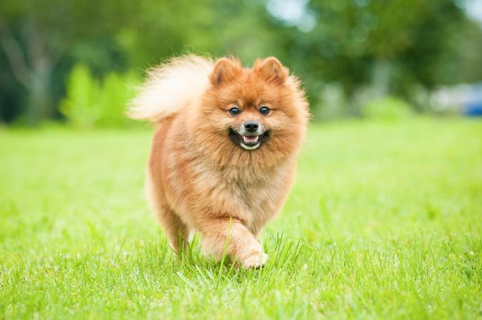 Tout savoir sur les chiens «spitz»