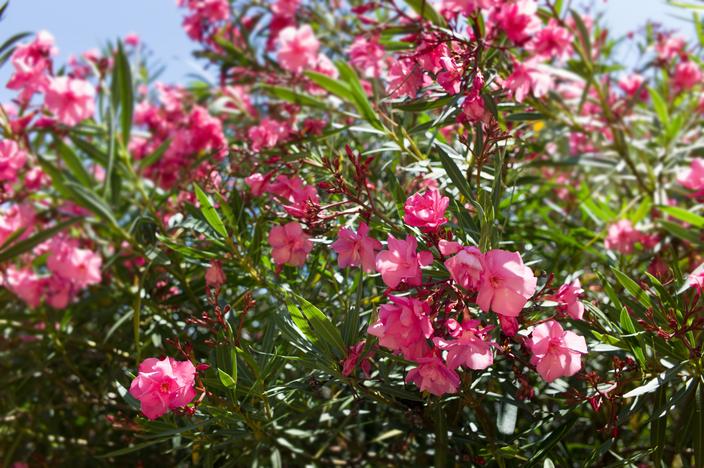 Découvrez 10 fleurs roses pour votre jardin