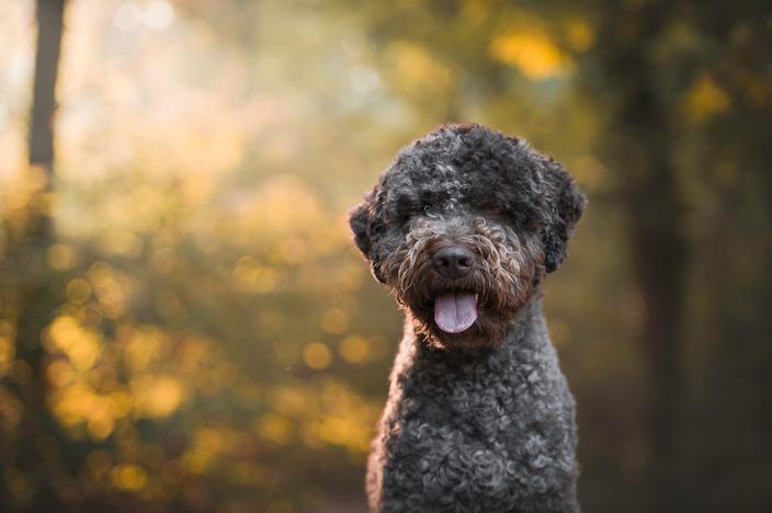 Lagotto romagnolo : origine, taille et caractère