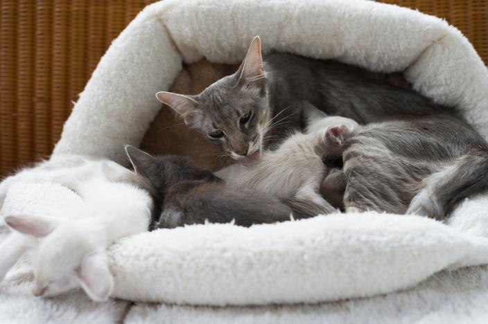 5 races de chats aux grandes oreilles