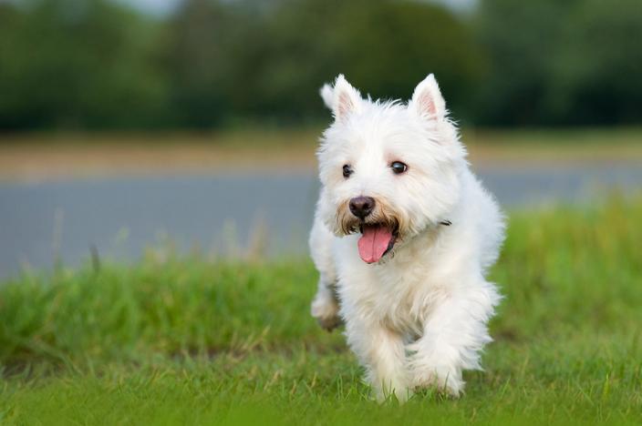 Découvrez 5 races de chiens blancs