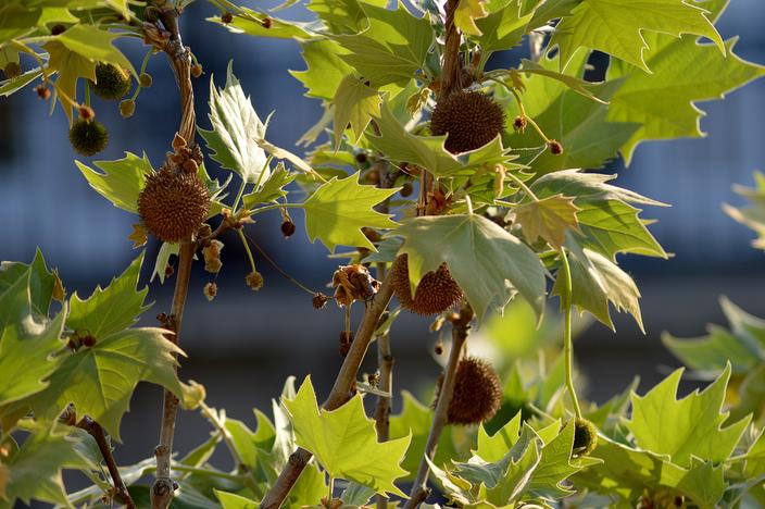 Allergie au pollen : 14 arbres à ne pas planter dans son jardin