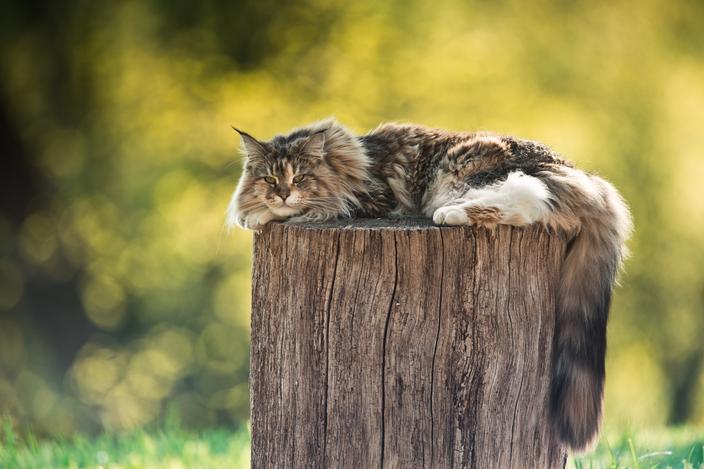 Découvrez 5 races de chats à poil long