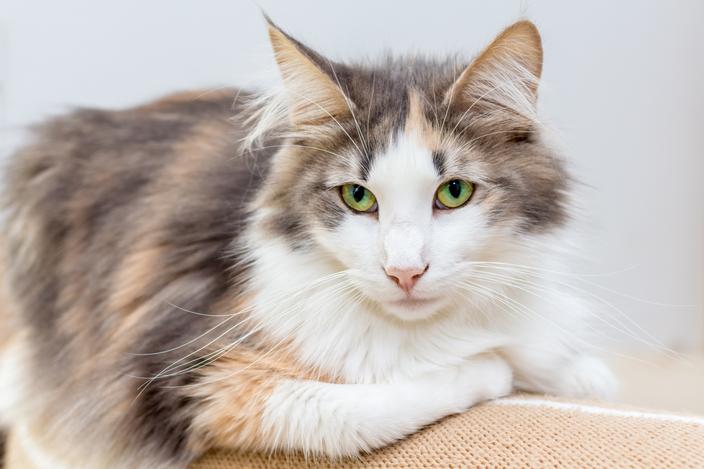 5 races de grands chats à découvrir