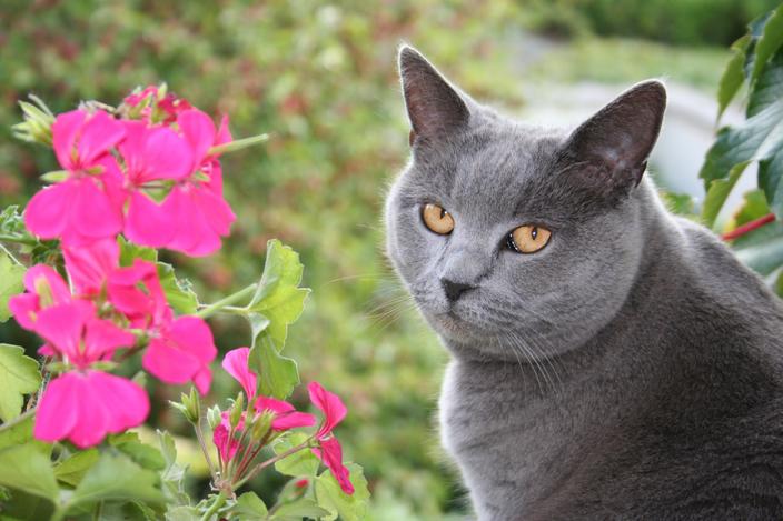 Chartreux : origine, taille et caractère